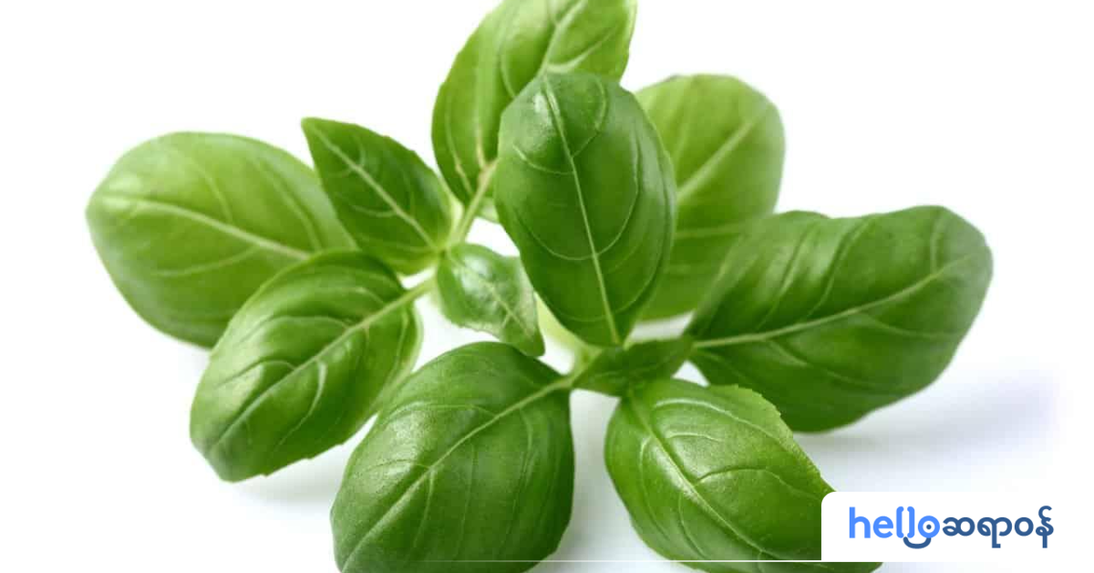 ပင်စိမ်း (Basil) - Hellosayarwon ....................................